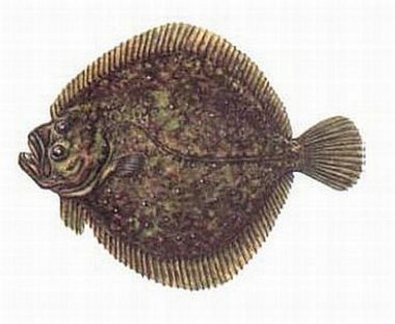 Otas ar uotas? | MENIU