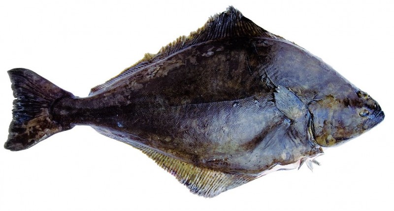 Otas ar uotas? | MENIU